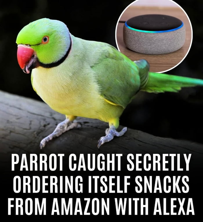 Parrot got caught red-beaked ordering snacks with Alexa. What a legend ...