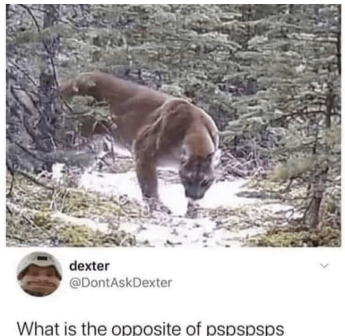 Pspspspsps went to SpSpSpSpSp - 9GAG