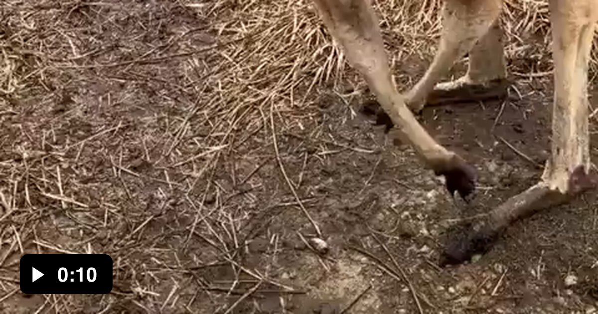 Male kangaroos will often do a variety of poses to show off their ...