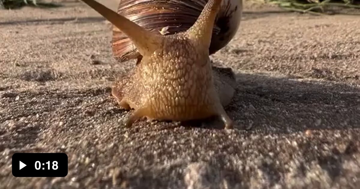 Snail - 9GAG
