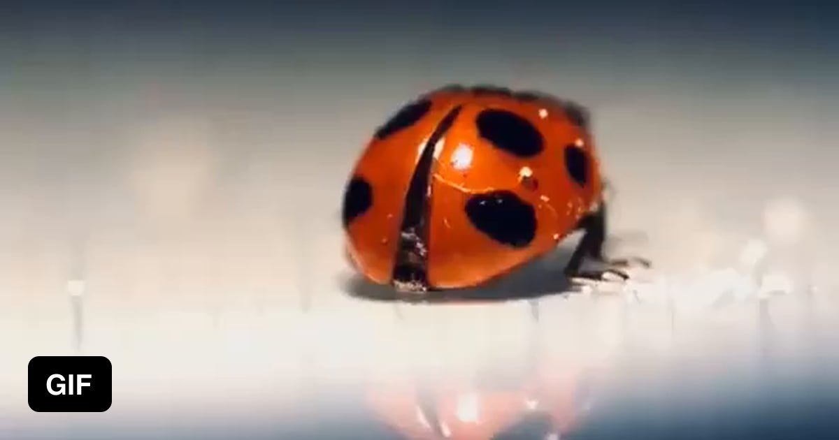 Ladybug preparing for flight. - 9GAG