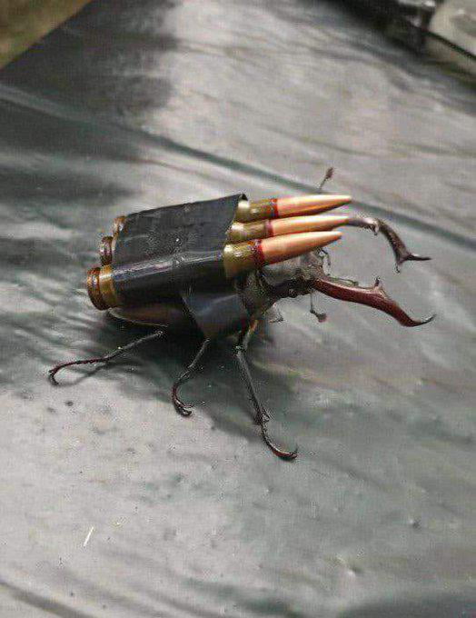 Bullet beetle, katyusha of insect world. - 9GAG