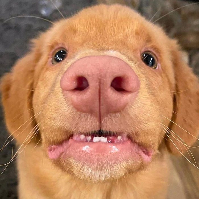 Guess who just got her first boop - 9GAG