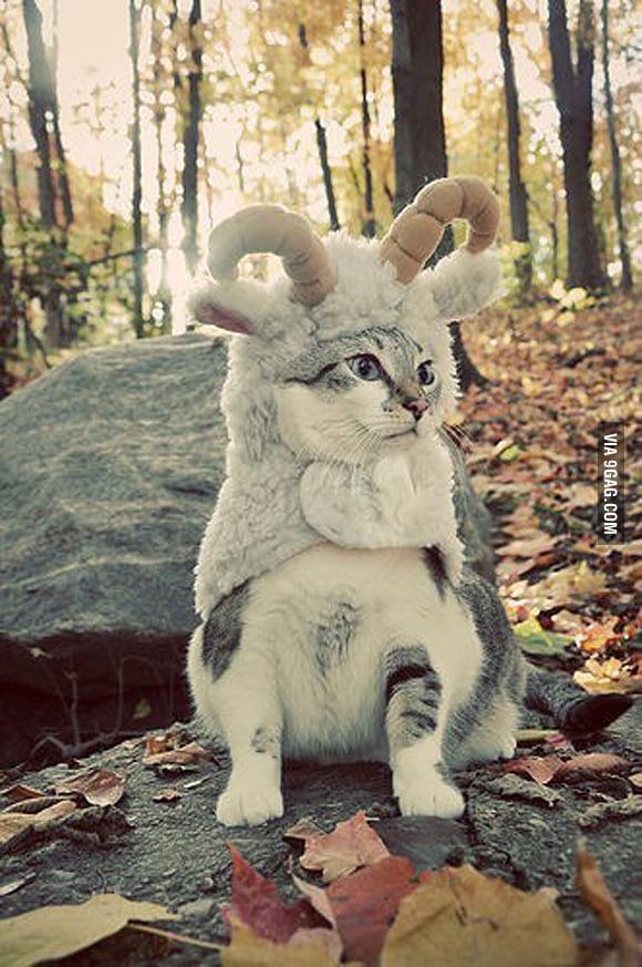 Goat cat - 9GAG