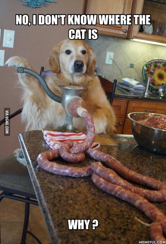 Where is the cat ? - 9GAG