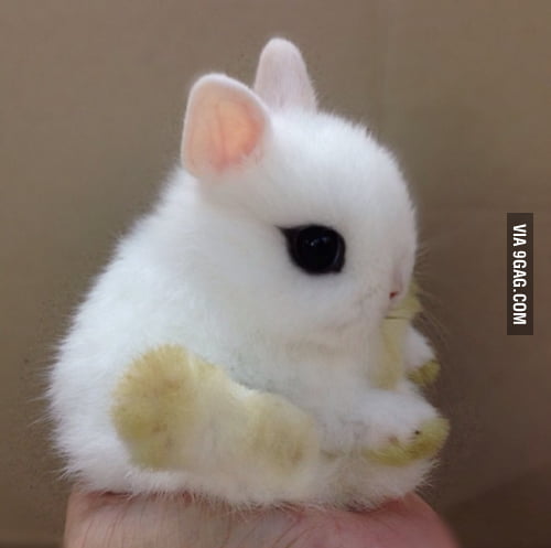 This bunny is a literal puff ball - 9GAG