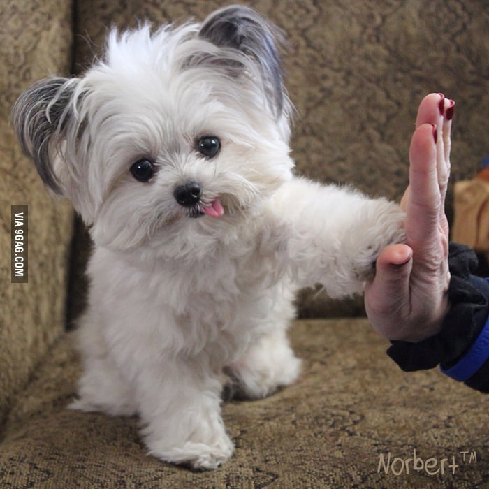 High-Five from Norbert, 3lb registered therapy dog - 9GAG