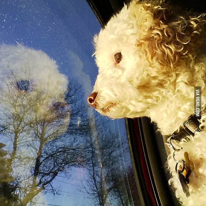 My dog having an existential crisis - 9GAG