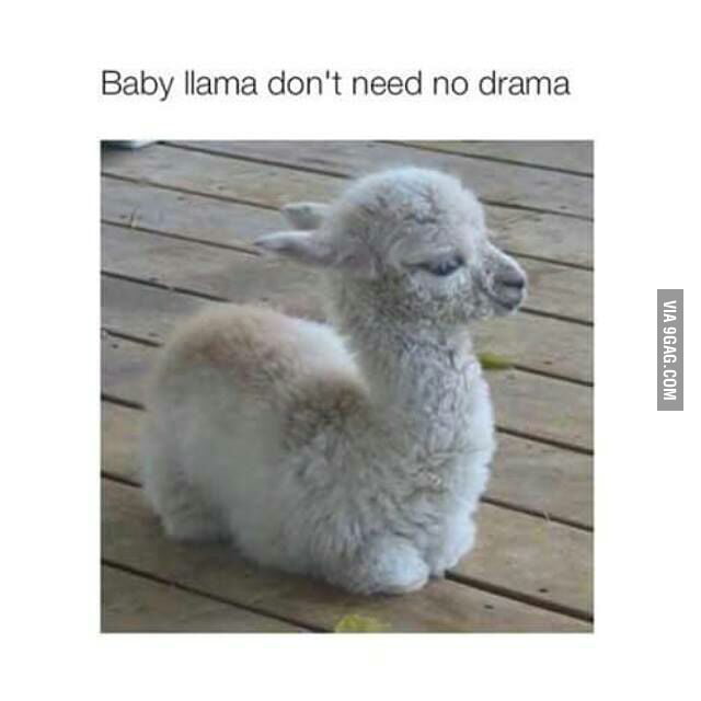 来吧 Meme Llama