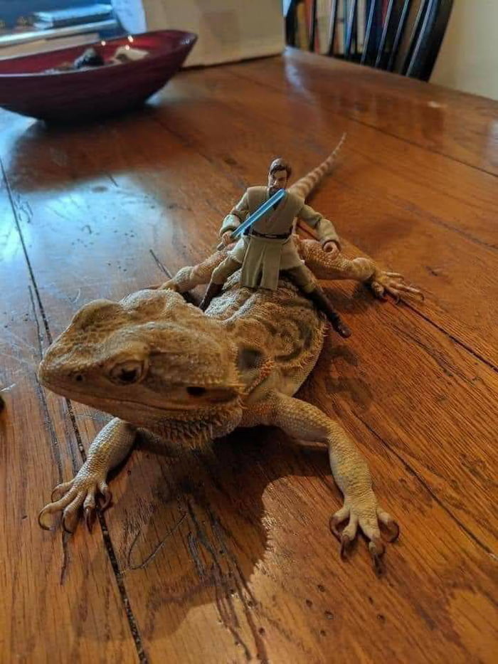 If you listen really carefully, you can hear Boga's laser screech! - 9GAG