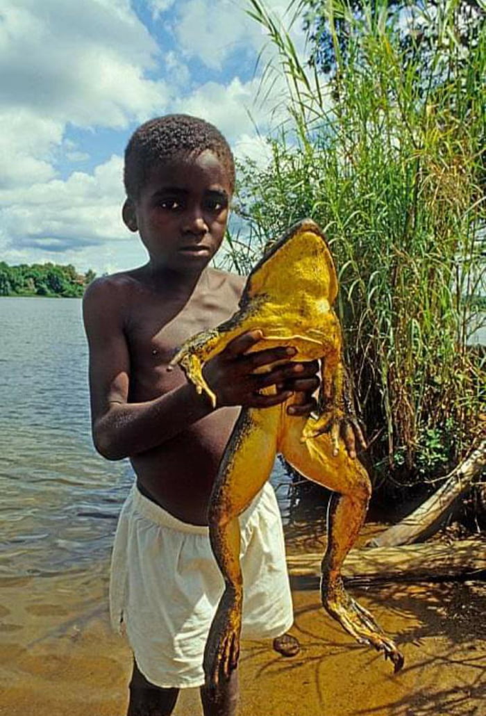 The Goliath Frog or Goliath Bullfrog grows up to 32cm & can weigh up to ...