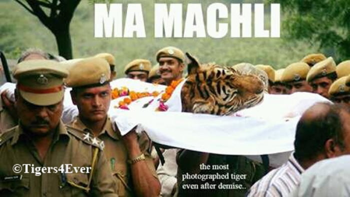Hindus give proper cremation to Machali, the oldest living tiger at the ...