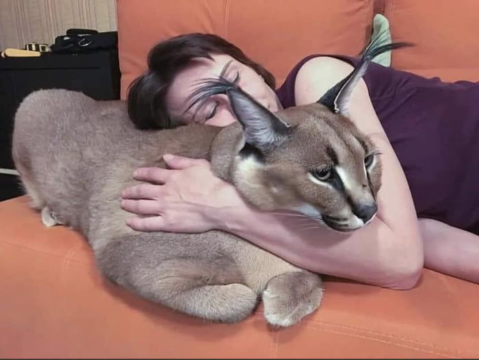 Wholesome Floppa - 9GAG