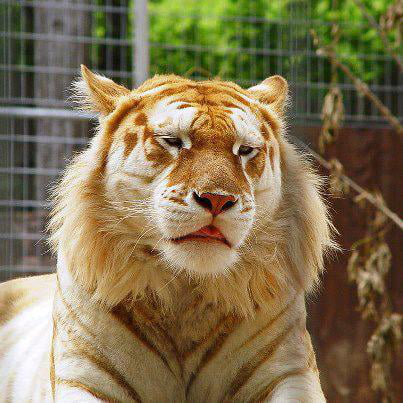 Rare golden tiger blep - 9GAG