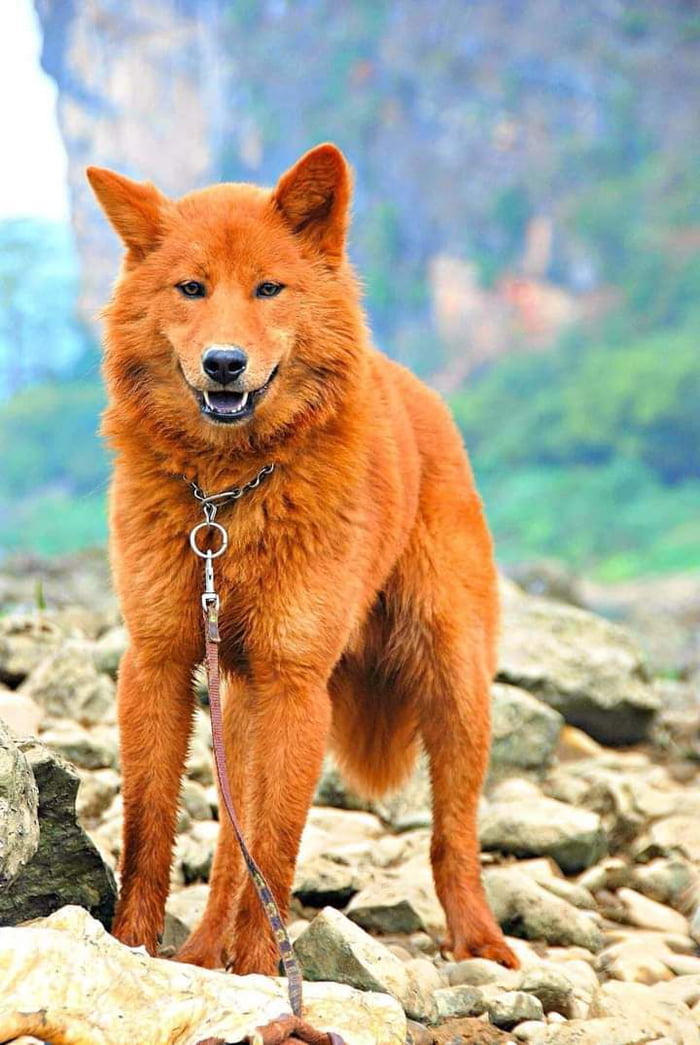 Have you ever seen this majestic ginger wolf dog? - 9GAG