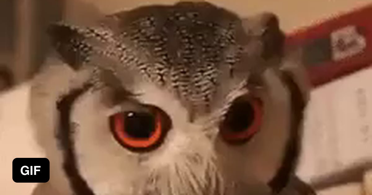 Hunting mode engaged - 9GAG