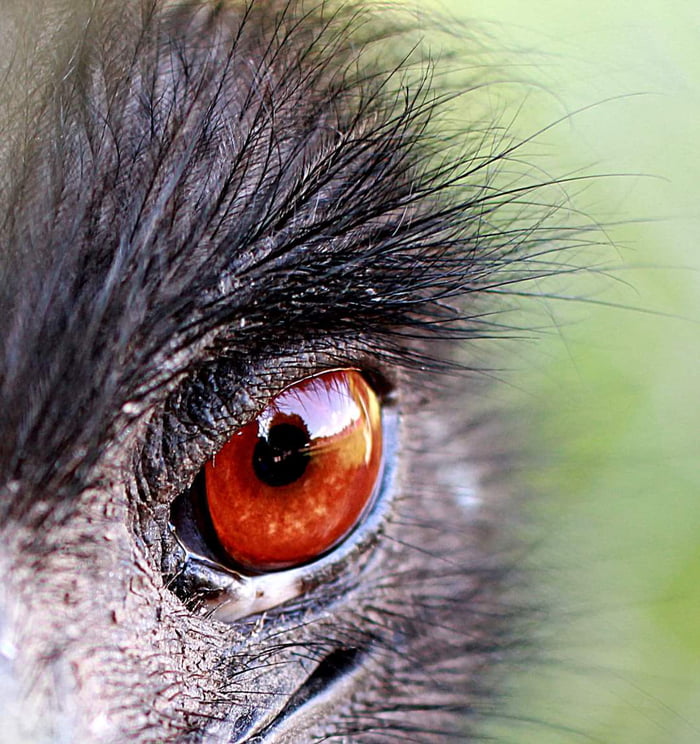 Eye of an Emu. Took this in 2012.amd.never had a place to share. Enjoy ...