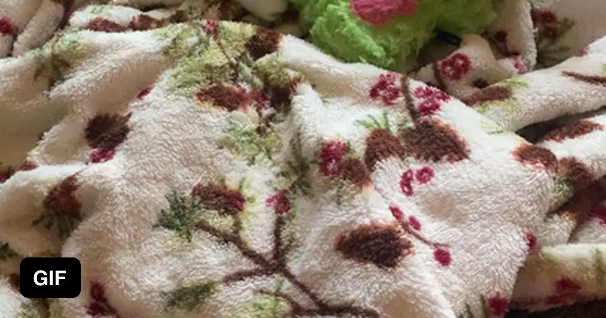 He tried to knead with all four legs while laying down... - 9GAG