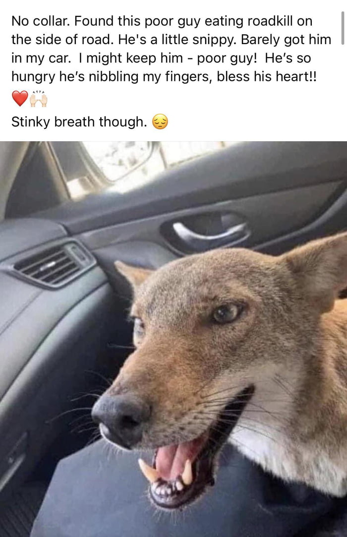 That’s...not a dog. - 9GAG