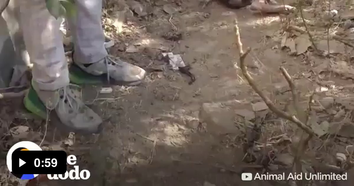 Incredible transformation of very good boi. - 9GAG