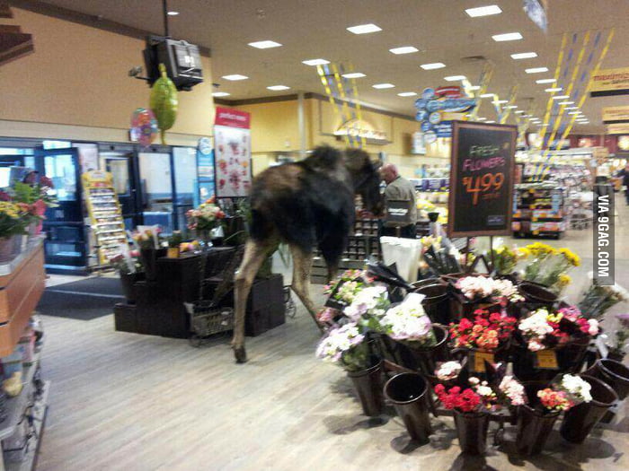 This moose decided to enter the local grocery store - 9GAG
