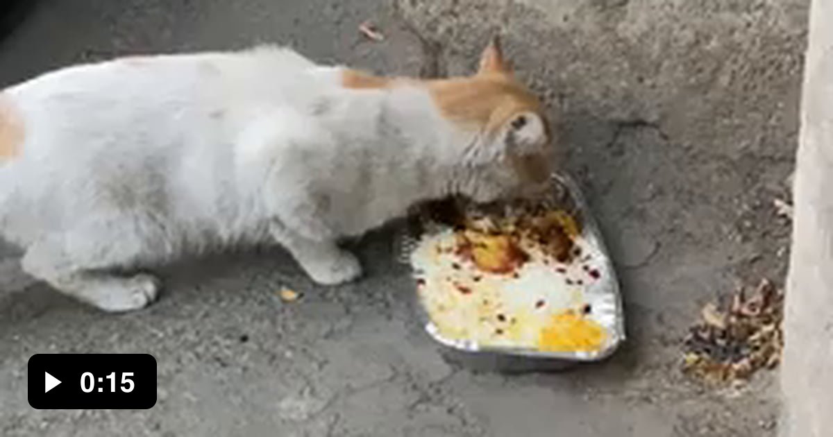 In Iran, they are a lot of stray cats and people put out their ...