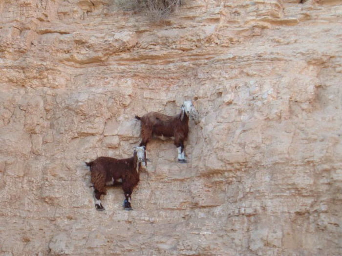 Mountain goats rarely fall off from losing balance. The well-defined ...