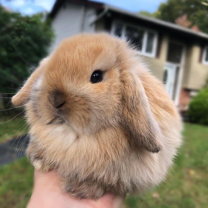 All puffed up - 9GAG