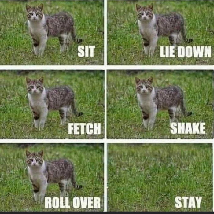 Pspspspspsps *lands in* - 9GAG