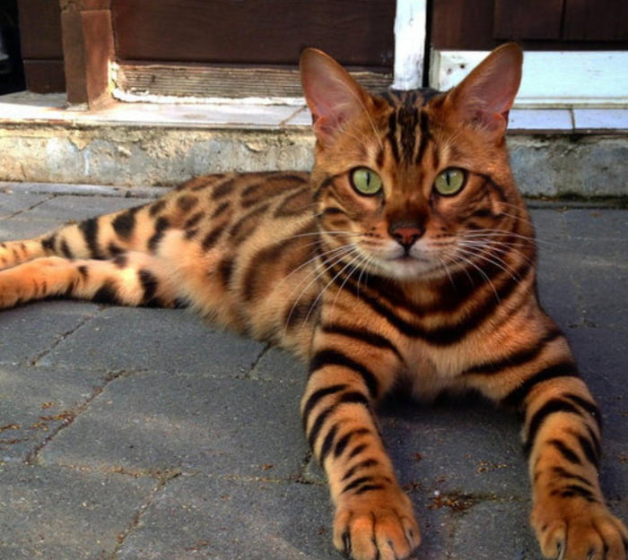 Indoor tiger - 9GAG