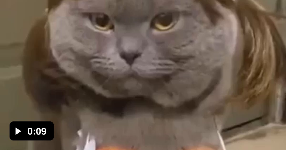 Love at first paw - 9GAG