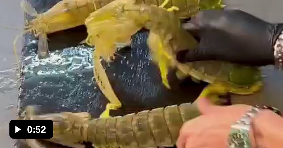 Big Insects... - 9GAG