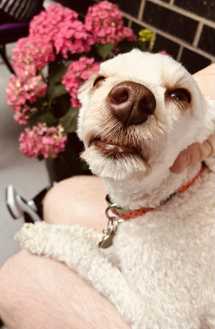 Always available for scritches and scratches..... - 9GAG