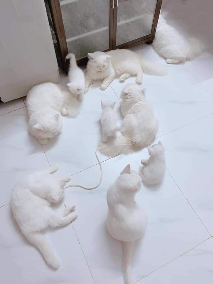 Oops I washed my cats with bleach - 9GAG