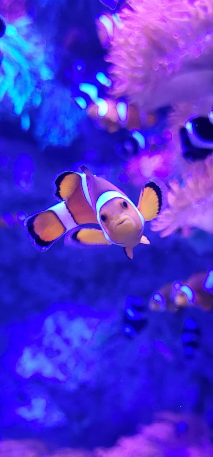 Even Nemo looks at me and thinks I'm a clown - 9GAG