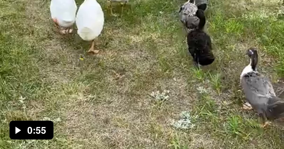 Merle bringing his flock to water. - 9GAG