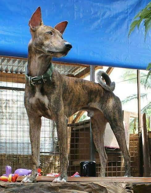 This is a Philippine ‘witch dog’. They’re living independently in the ...