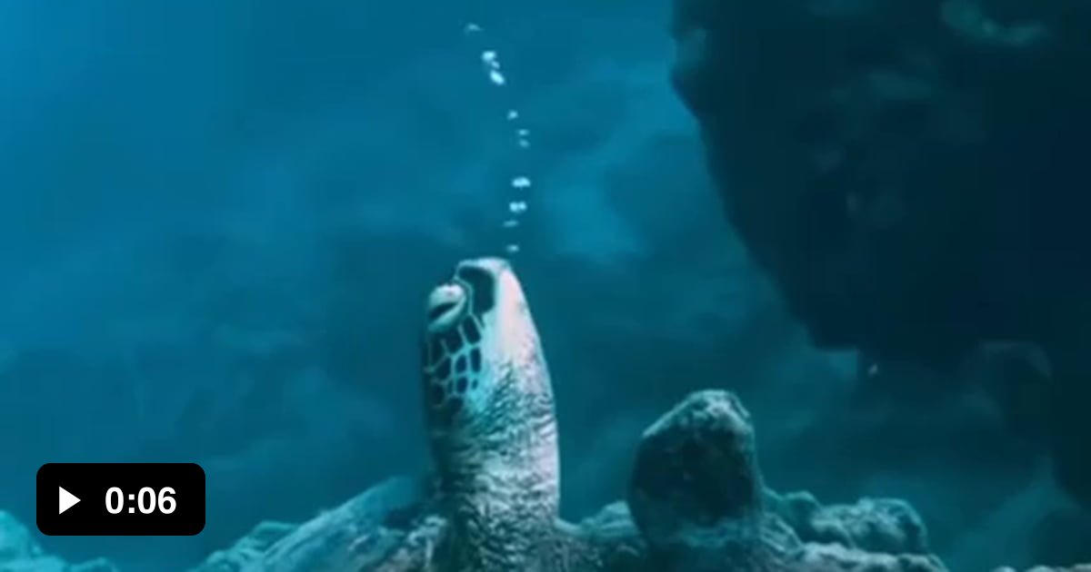 A sleeping sea turtle - 9GAG