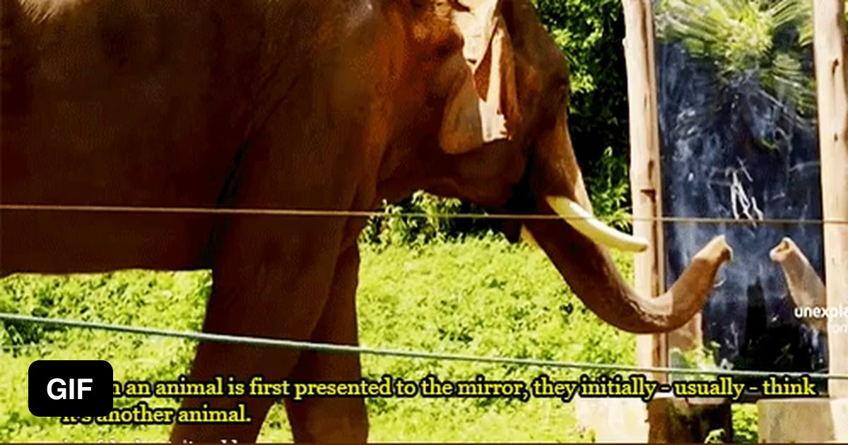 Sanjai - The elephant that passed the mirror test! - 9GAG