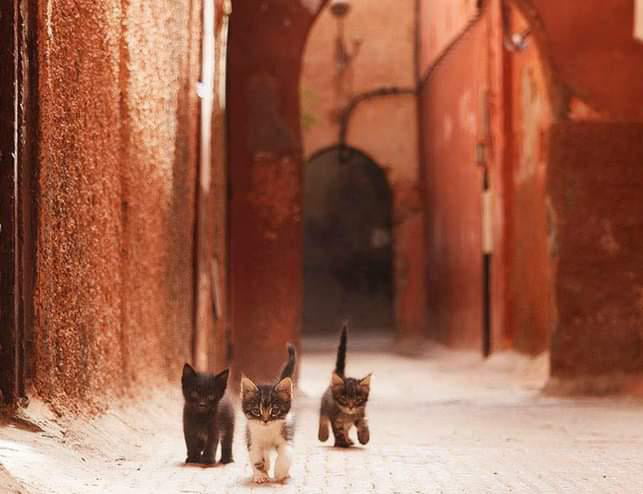 Goodfellas, cat edition - 9GAG