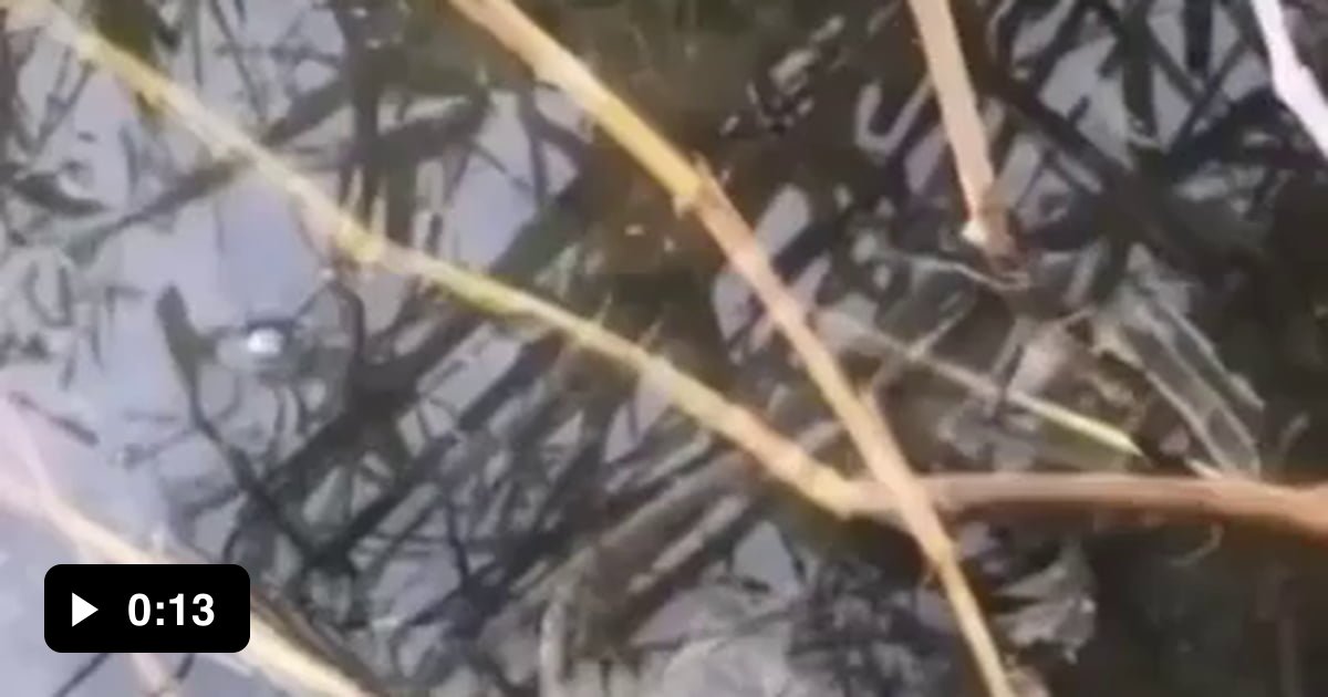 Fish with no head keeps swimming in the lake - 9GAG