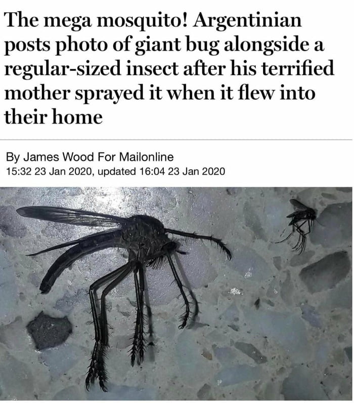 Finally... EL MOSCO - 9GAG