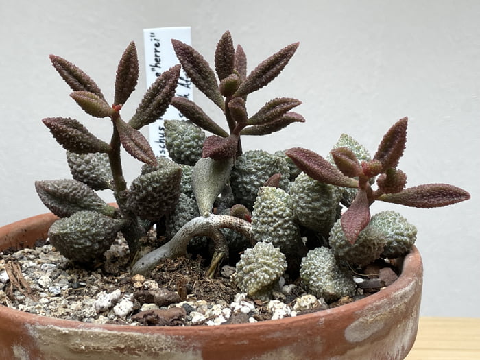 In light of the new stranger things season, I’d like to introduce my ...