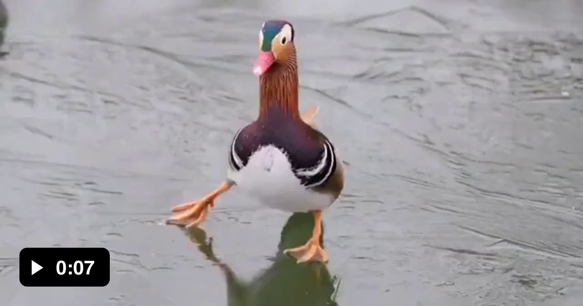 Here is your Wednesday Duck... - 9GAG