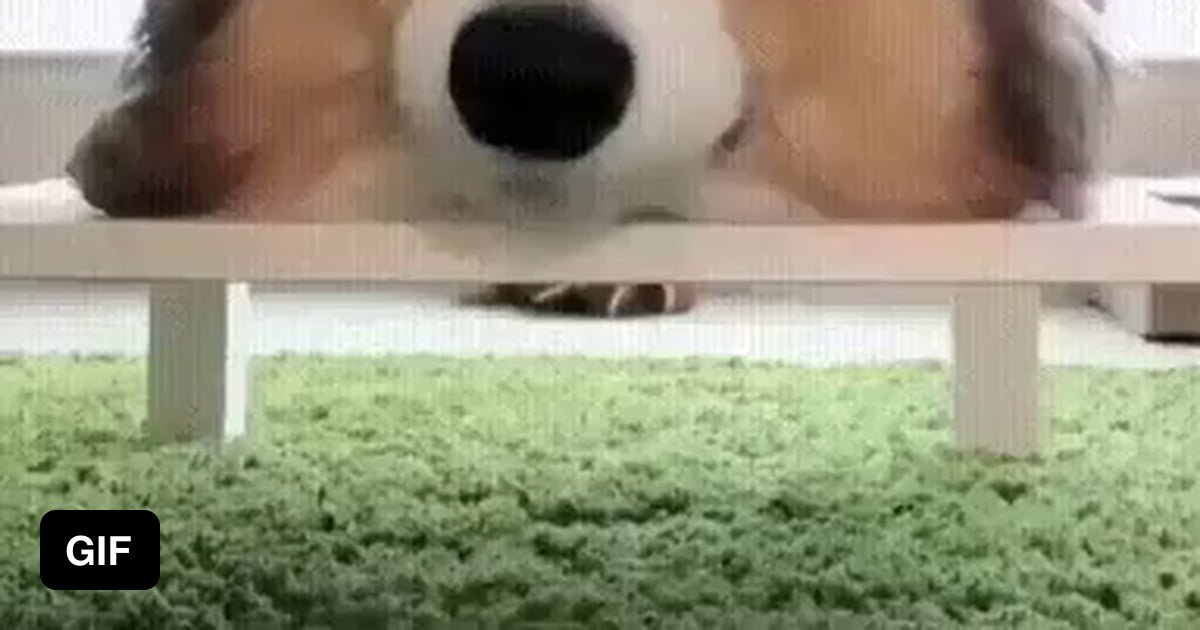 Smiling doggo - 9GAG