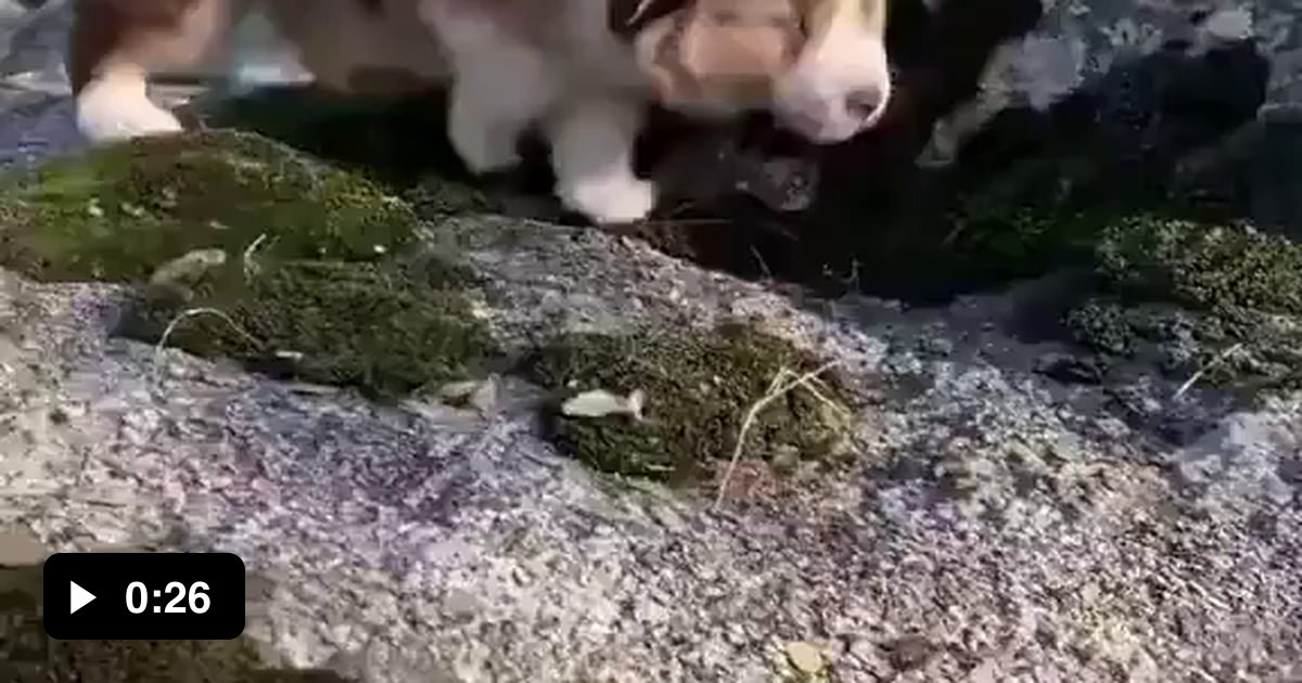 Puppy goes awooooo - 9GAG