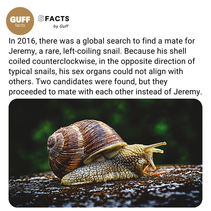 9gagger snail - 9GAG