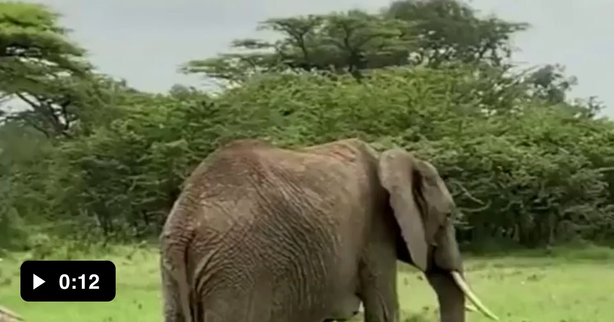 Baby’s elephant trying to intimidate the camera man - 9GAG