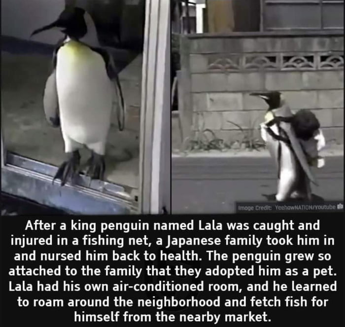 Lala the legendary penguin - 9GAG