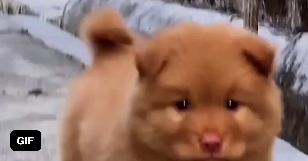 A Red Cantonese bear dog is a dog that looks like a chow-chow cross ...